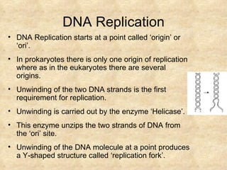 Dna replication | PPT | Chemistry | Science