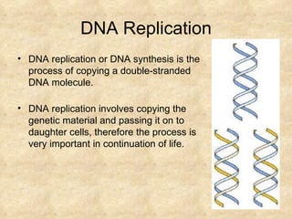 Dna Replication