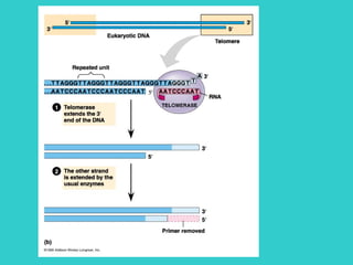 Dna replication Lecture | PPT