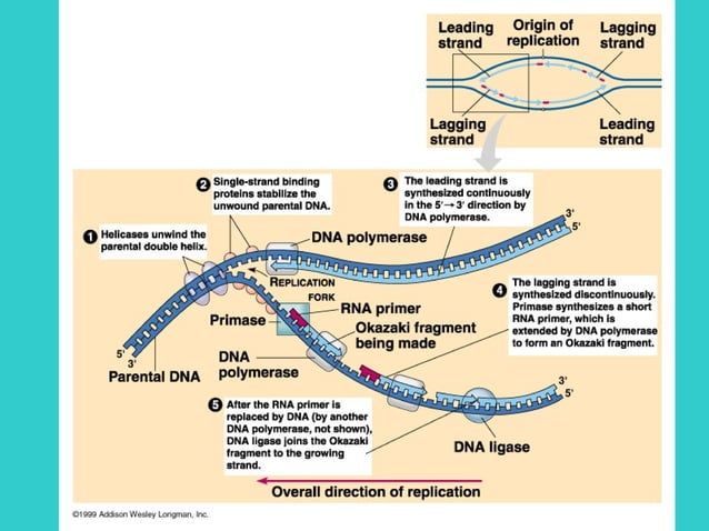 Dna replication Lecture | PPT