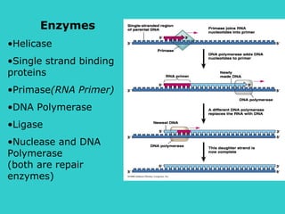 Dna replication Lecture | PPT