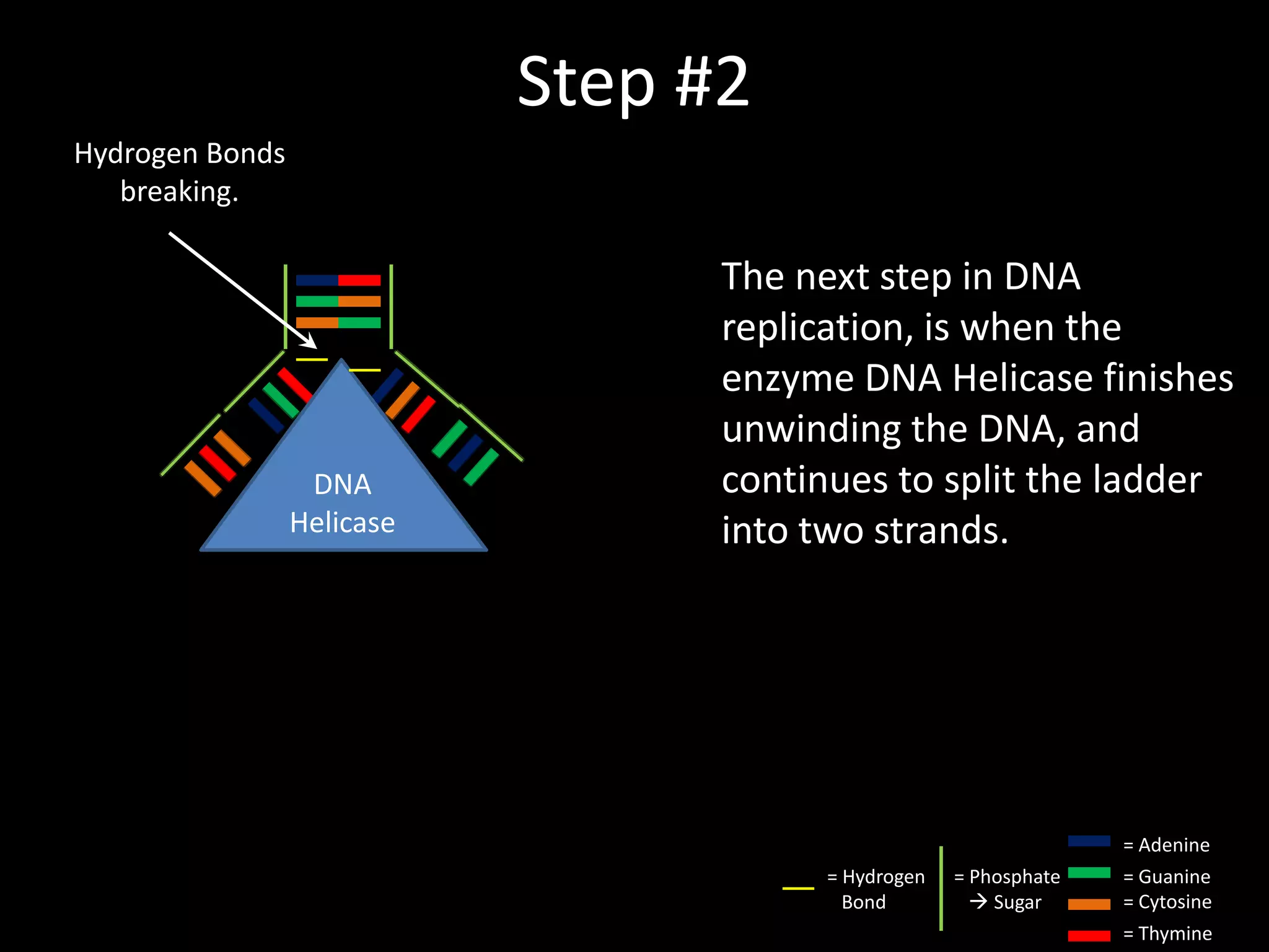 DNA replication | PPT