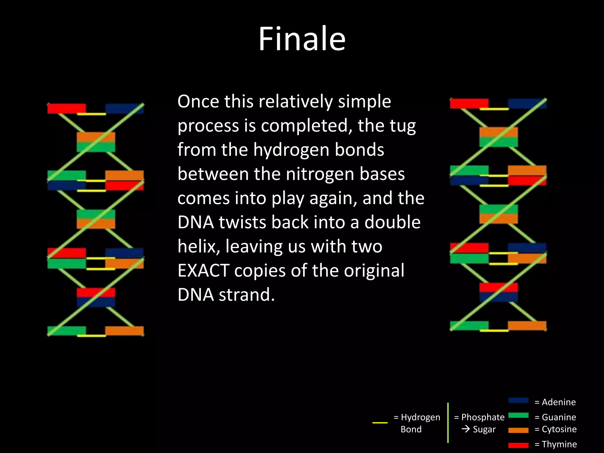 DNA replication | PPT