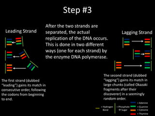 DNA replication | PPT