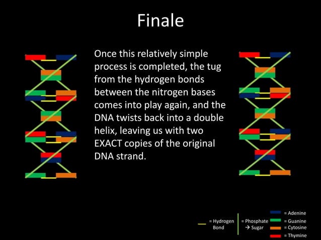 DNA replication | PPT