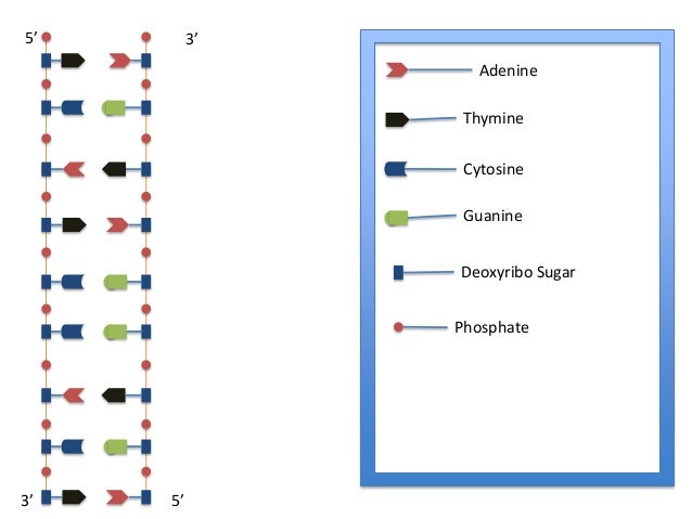 Dna replication