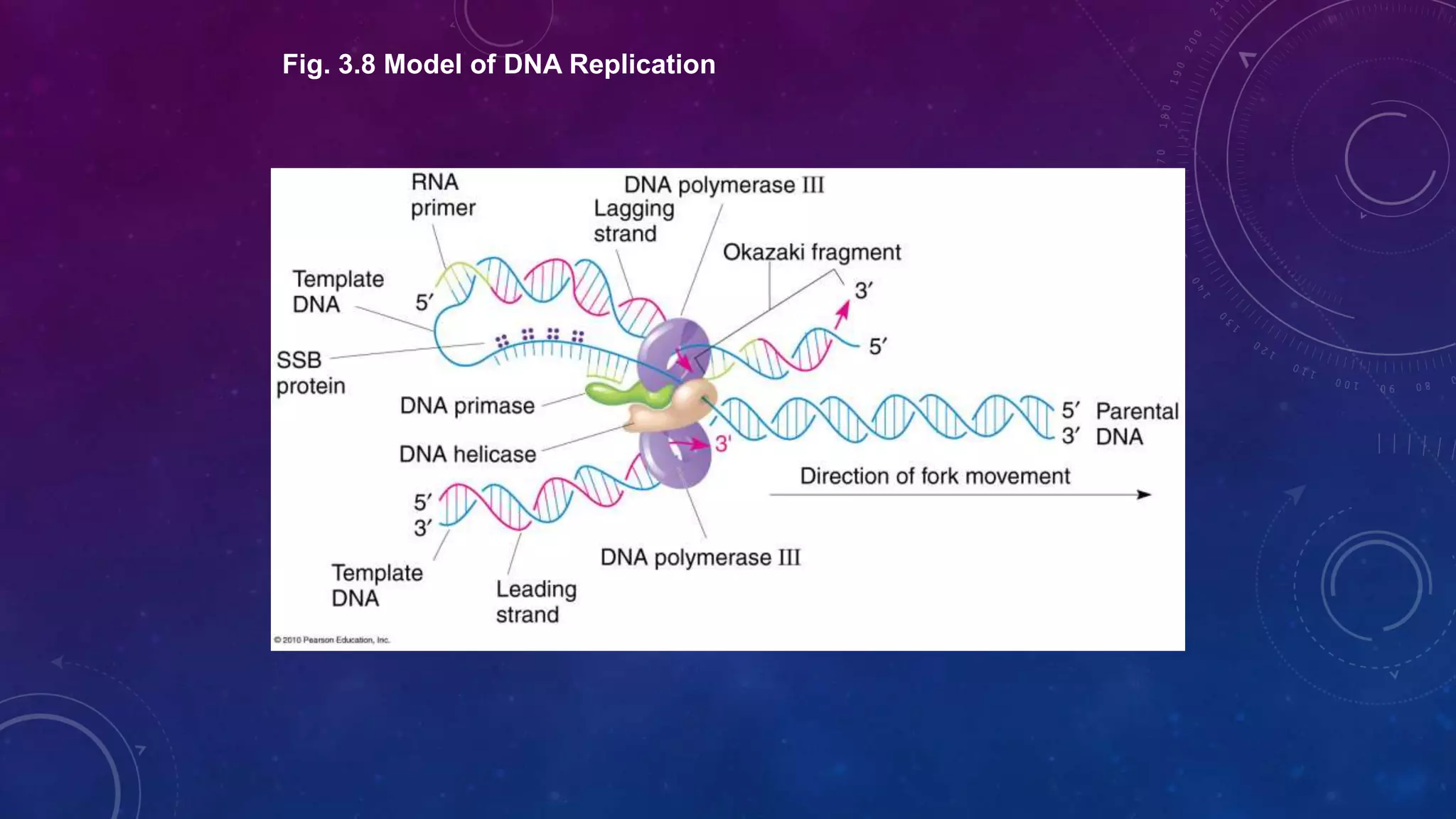 DNA replication | PPTX