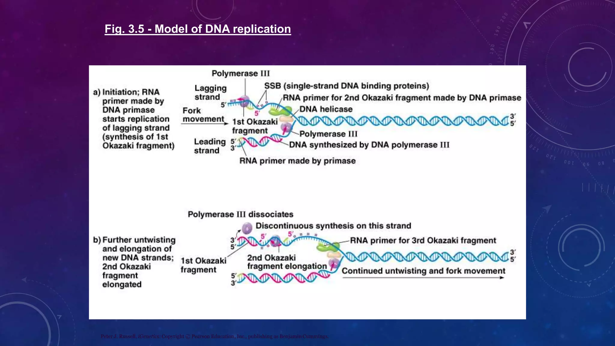 DNA replication | PPTX