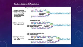 DNA replication | PPTX