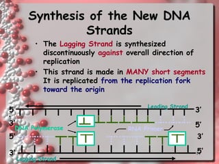 Dna replication | PPT
