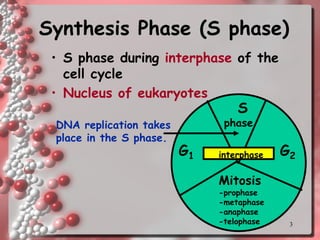 Dna replication | PPT
