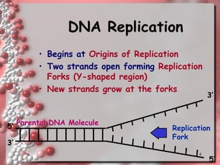 Dna replication | PDF