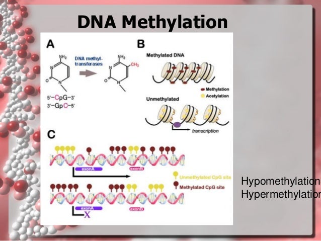 Dna replication
