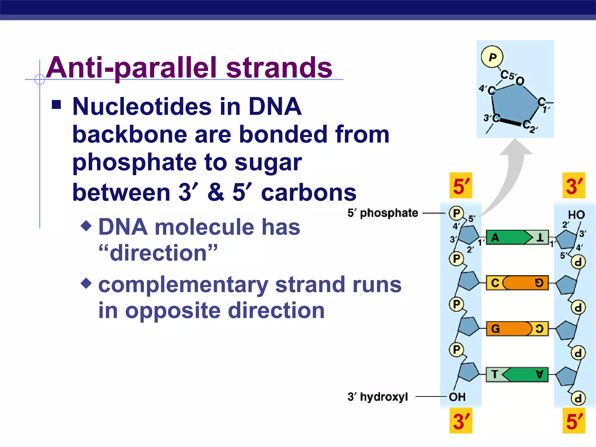 Dna replication | PPT