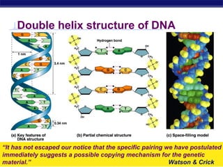 Dna Replication Model Ap Bio