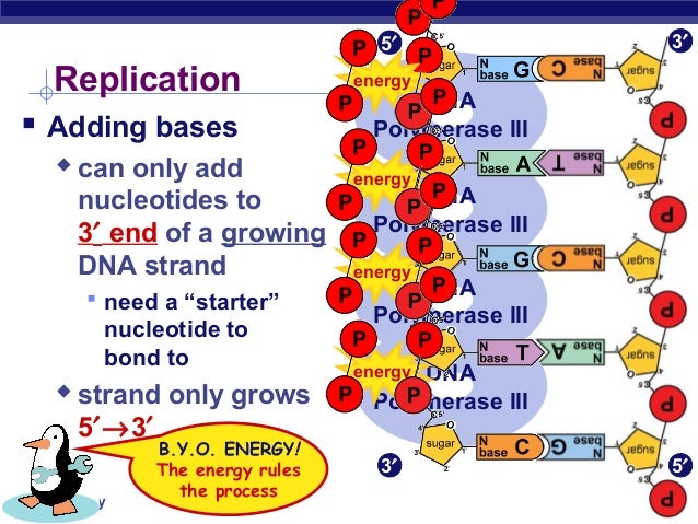 Dna replication