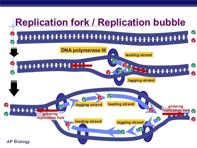Dna replication