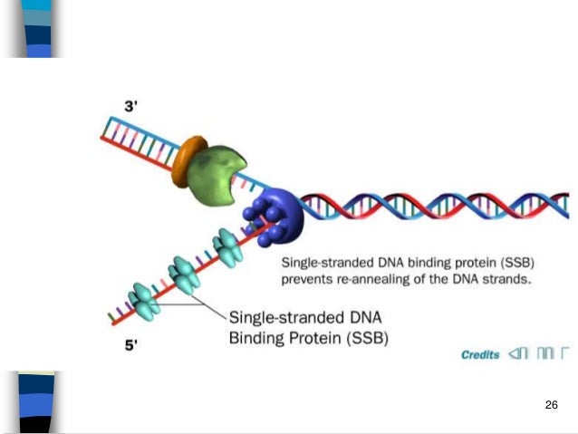 Dna replication