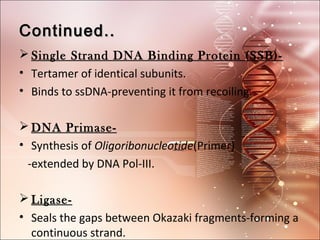 Dna replication and enzymes involved in dna replication | PPT