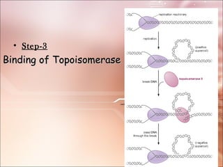 Dna replication and enzymes involved in dna replication | PPT
