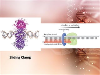 Dna replication and enzymes involved in dna replication | PPT