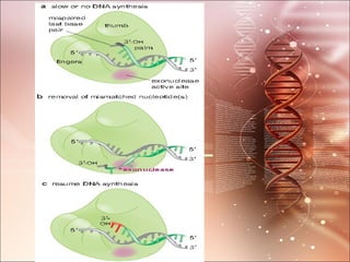 Dna replication and enzymes involved in dna replication | PPT