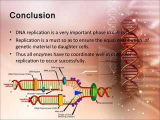 Dna replication and enzymes involved in dna replication | PPT