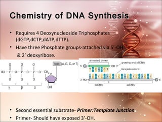 Dna replication and enzymes involved in dna replication | PPT