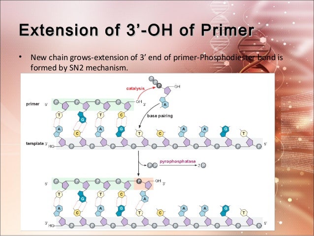 Dna replication and enzymes involved in dna replication