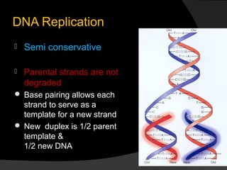 DNA Replication | PPT