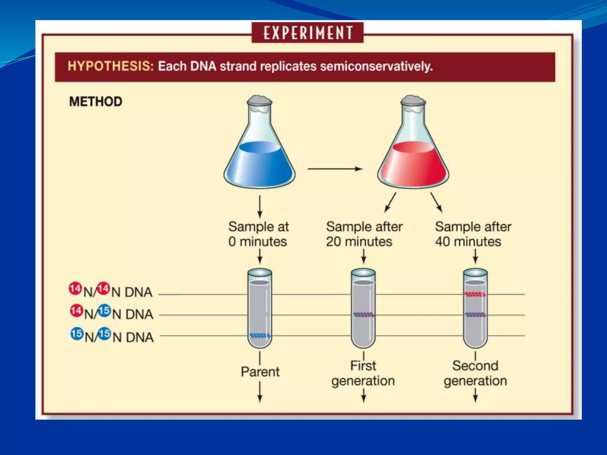 DNA Replication | PPTX