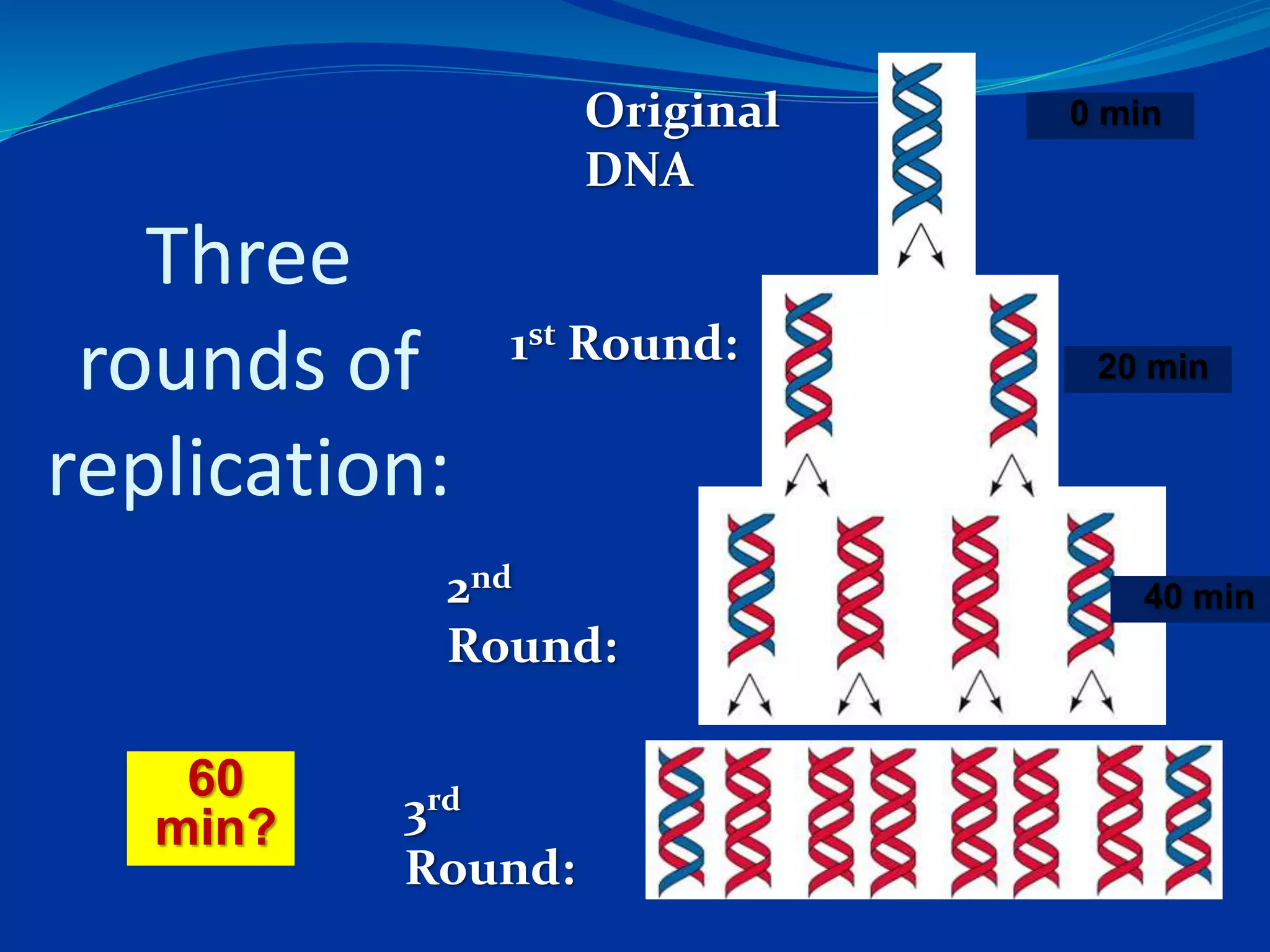 DNA Replication | PPTX