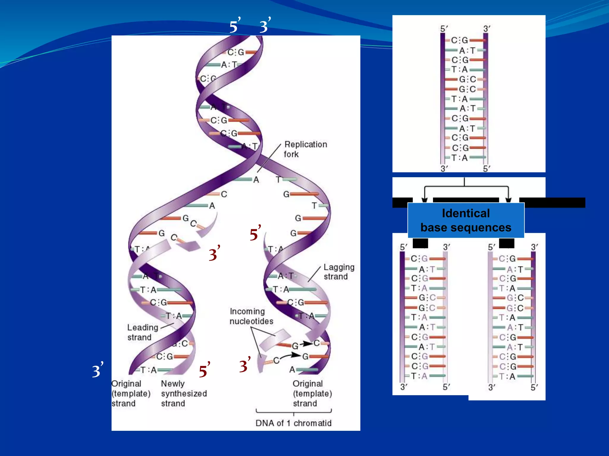 DNA Replication | PPTX