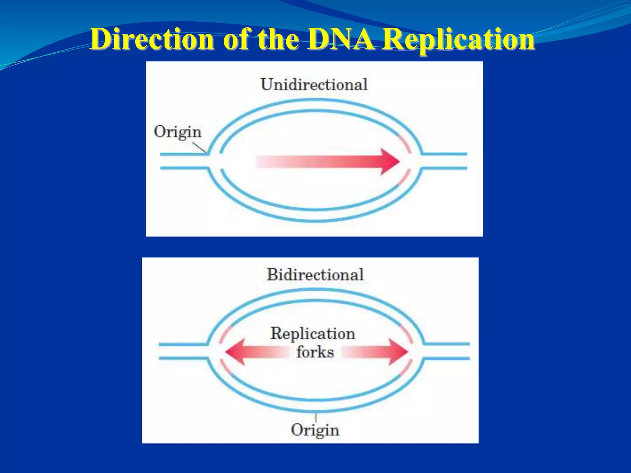 DNA Replication | PPTX
