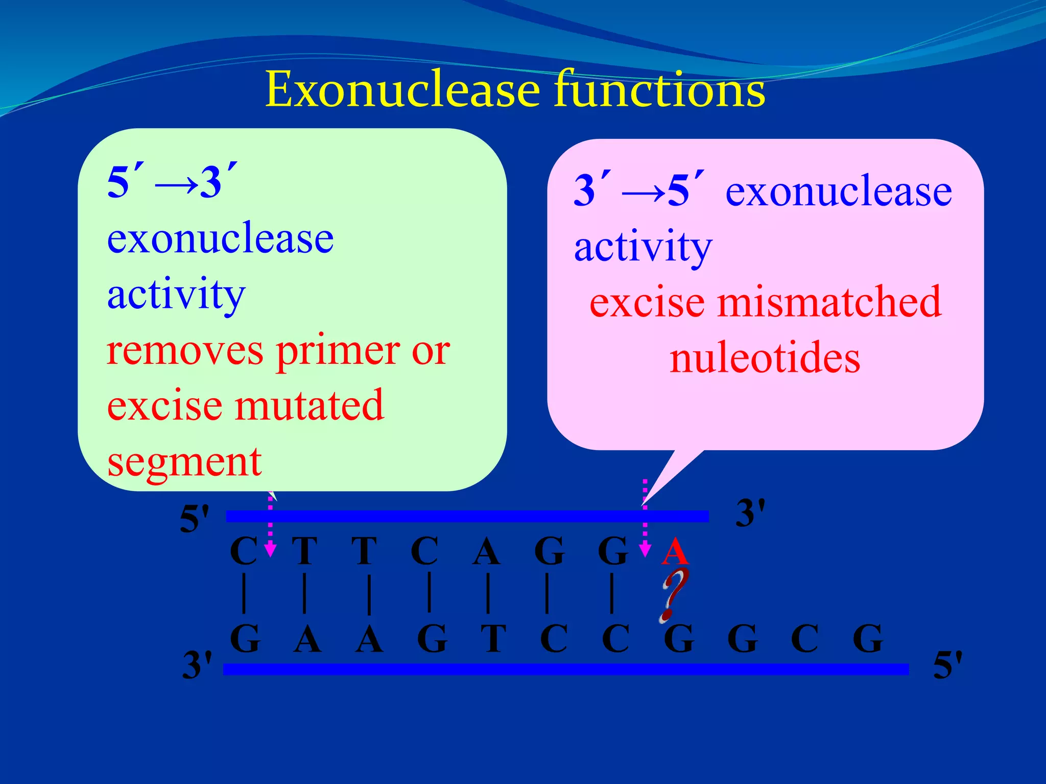 DNA Replication | PPTX