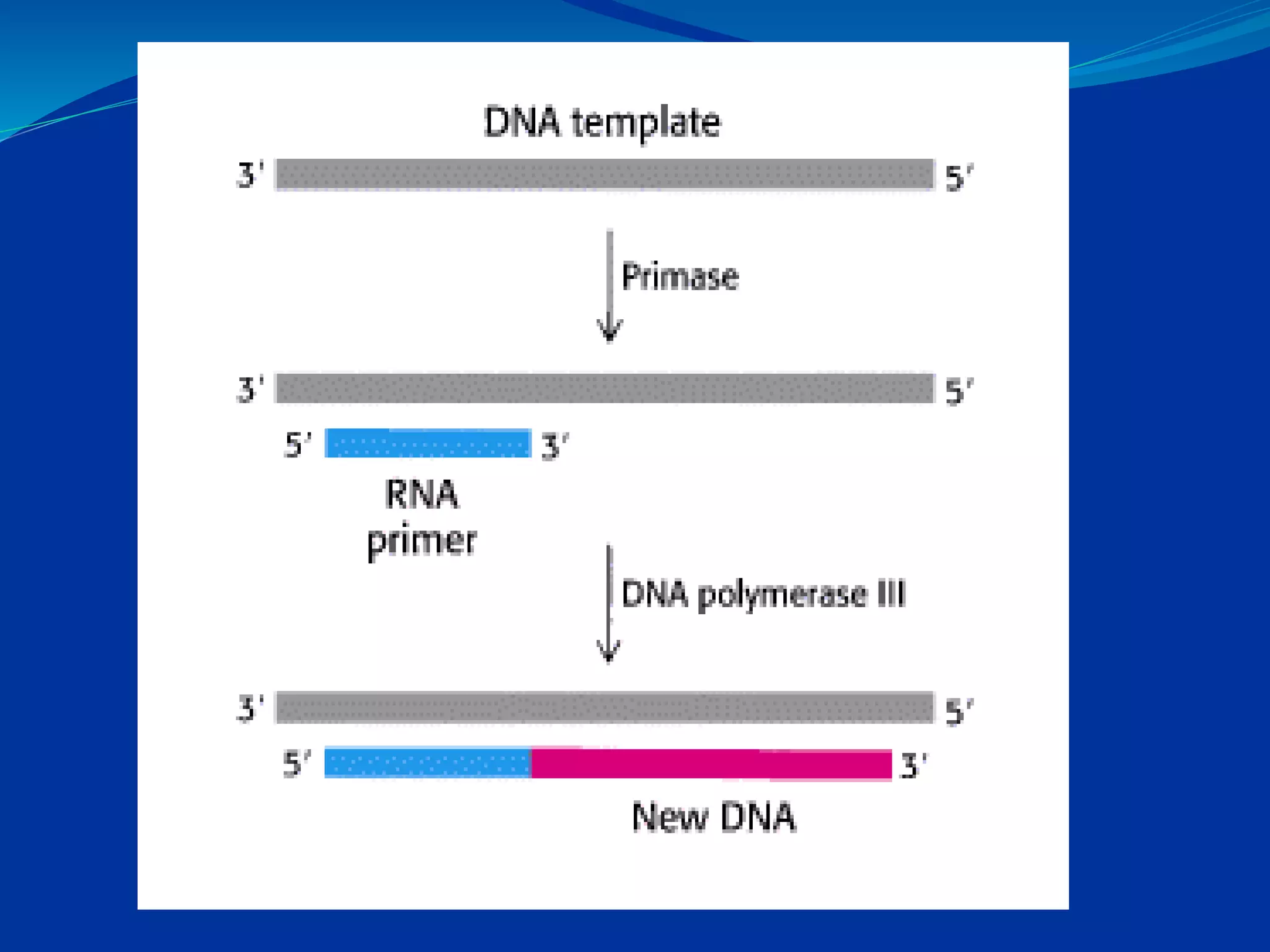 DNA Replication | PPTX