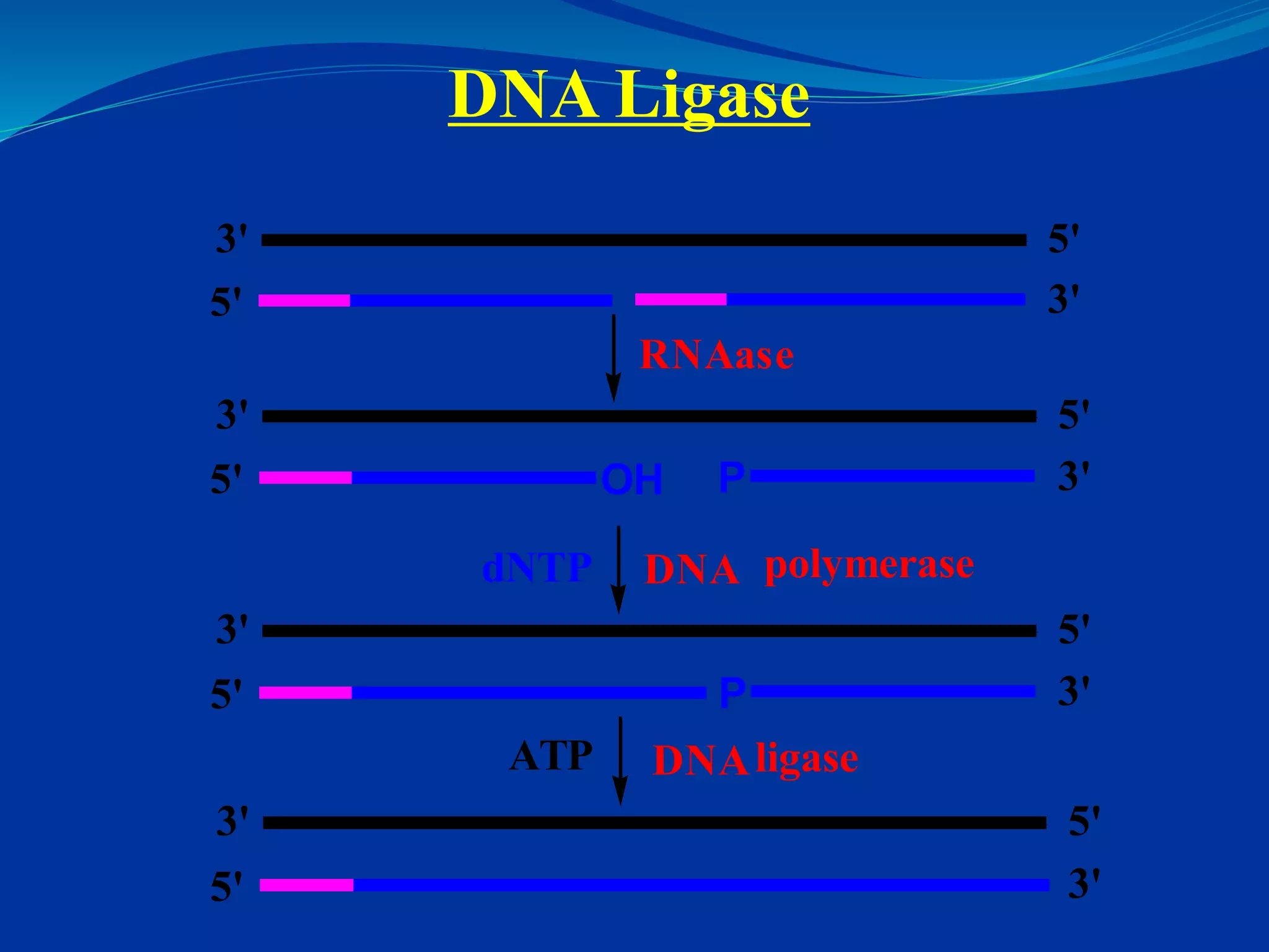 DNA Replication | PPTX
