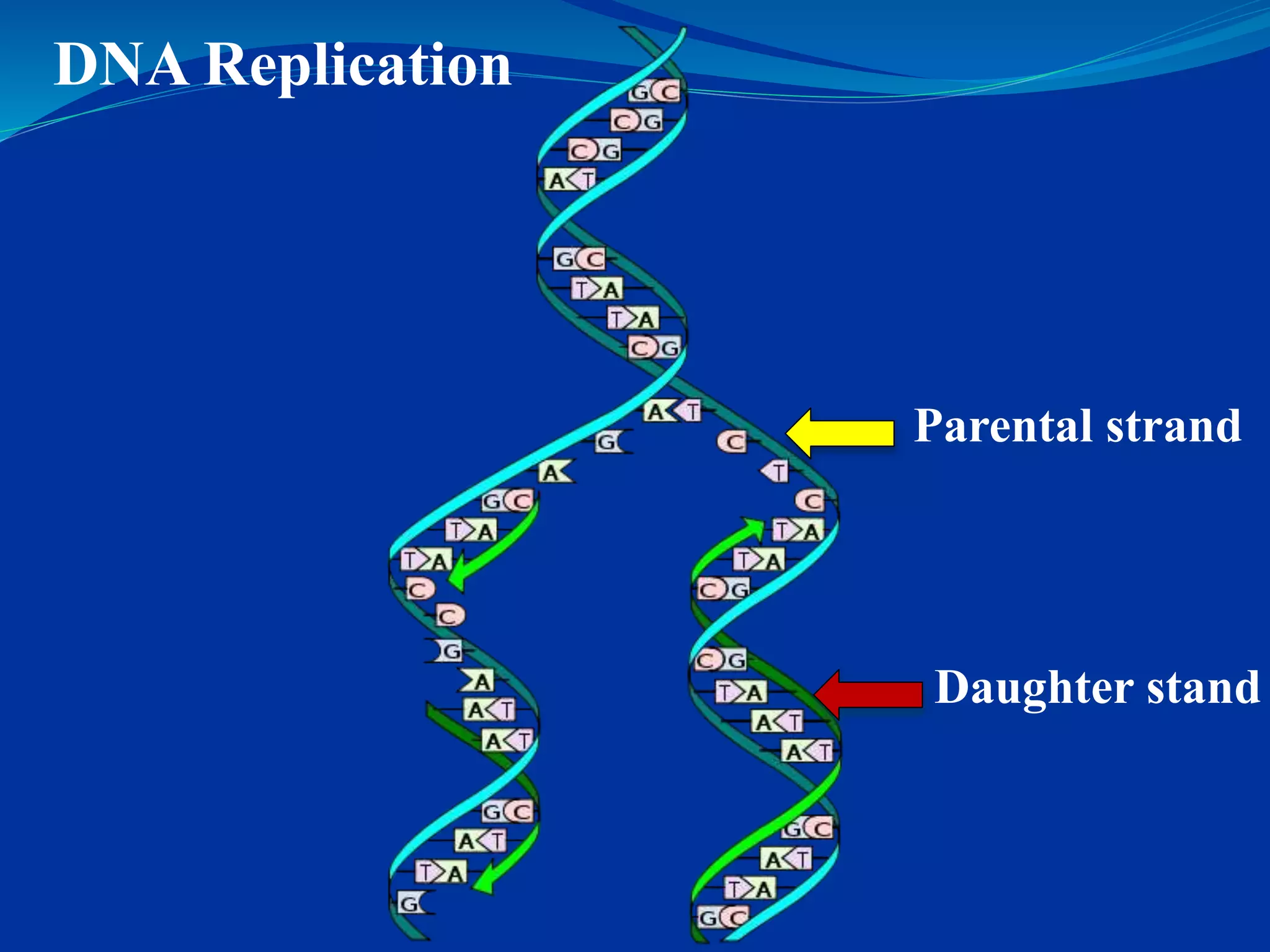 DNA Replication | PPTX