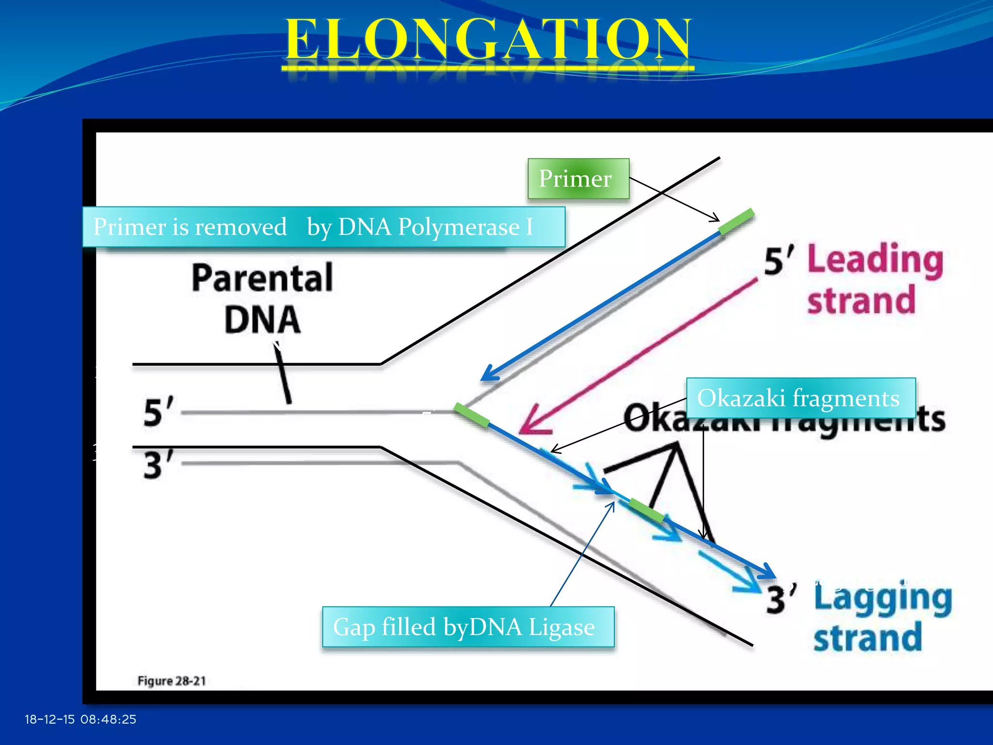 DNA Replication | PPTX