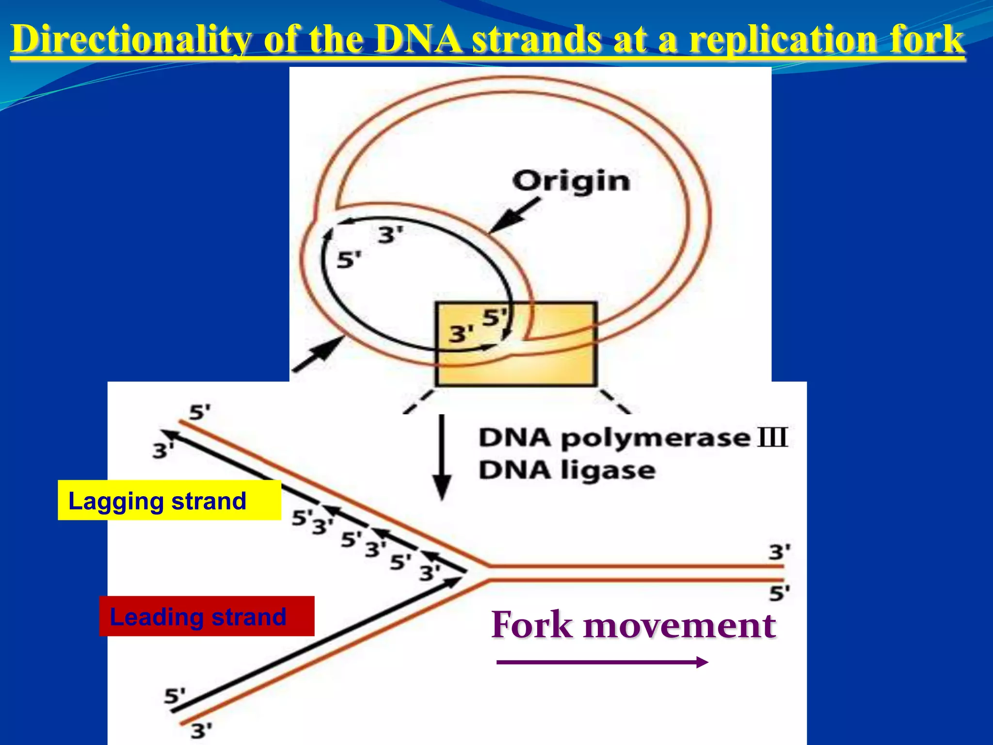 DNA Replication | PPTX