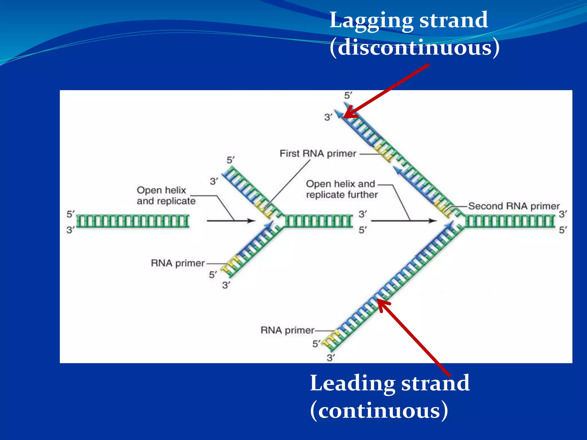 DNA Replication | PPTX
