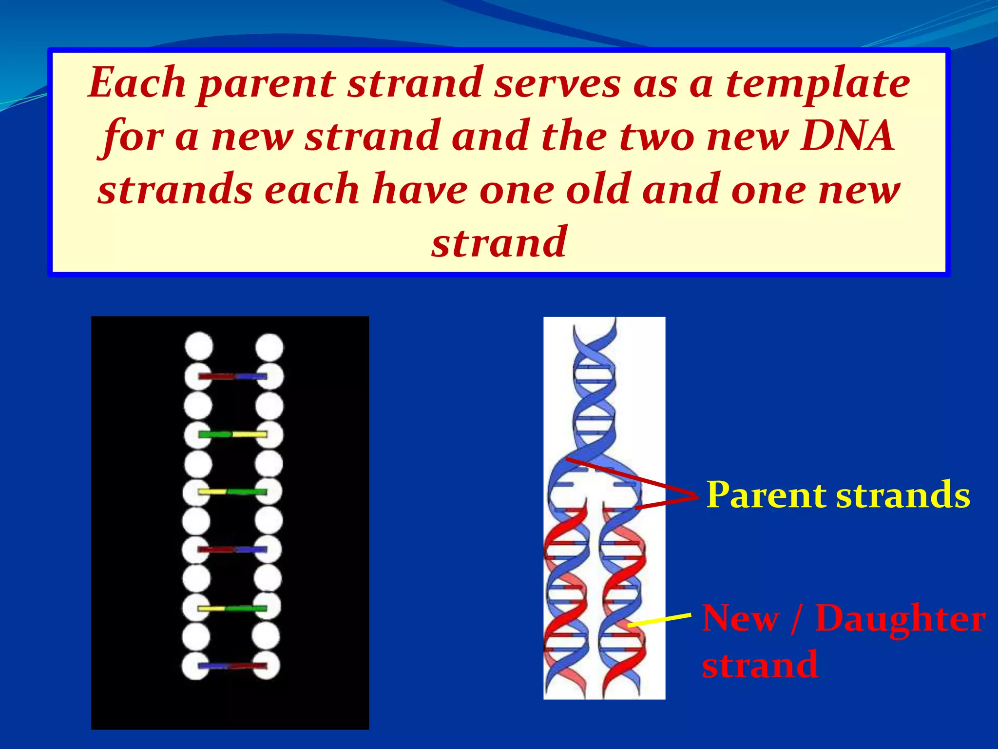 DNA Replication | PPTX