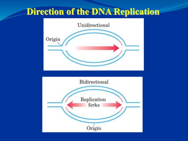 DNA Replication | PPTX