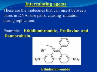 DNA Replication | PPTX