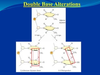 DNA Replication | PPTX