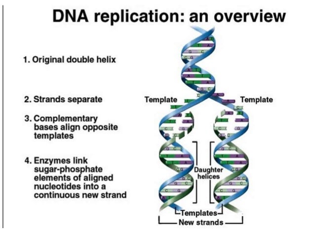 Dna replication