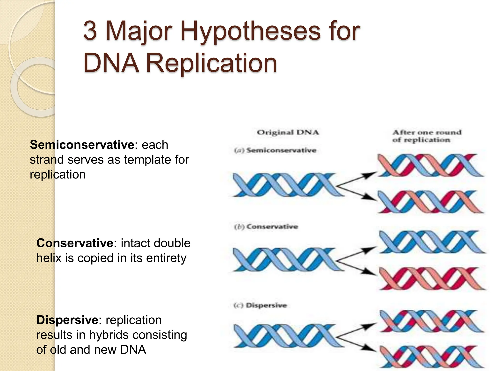 DNA replication -.pptx