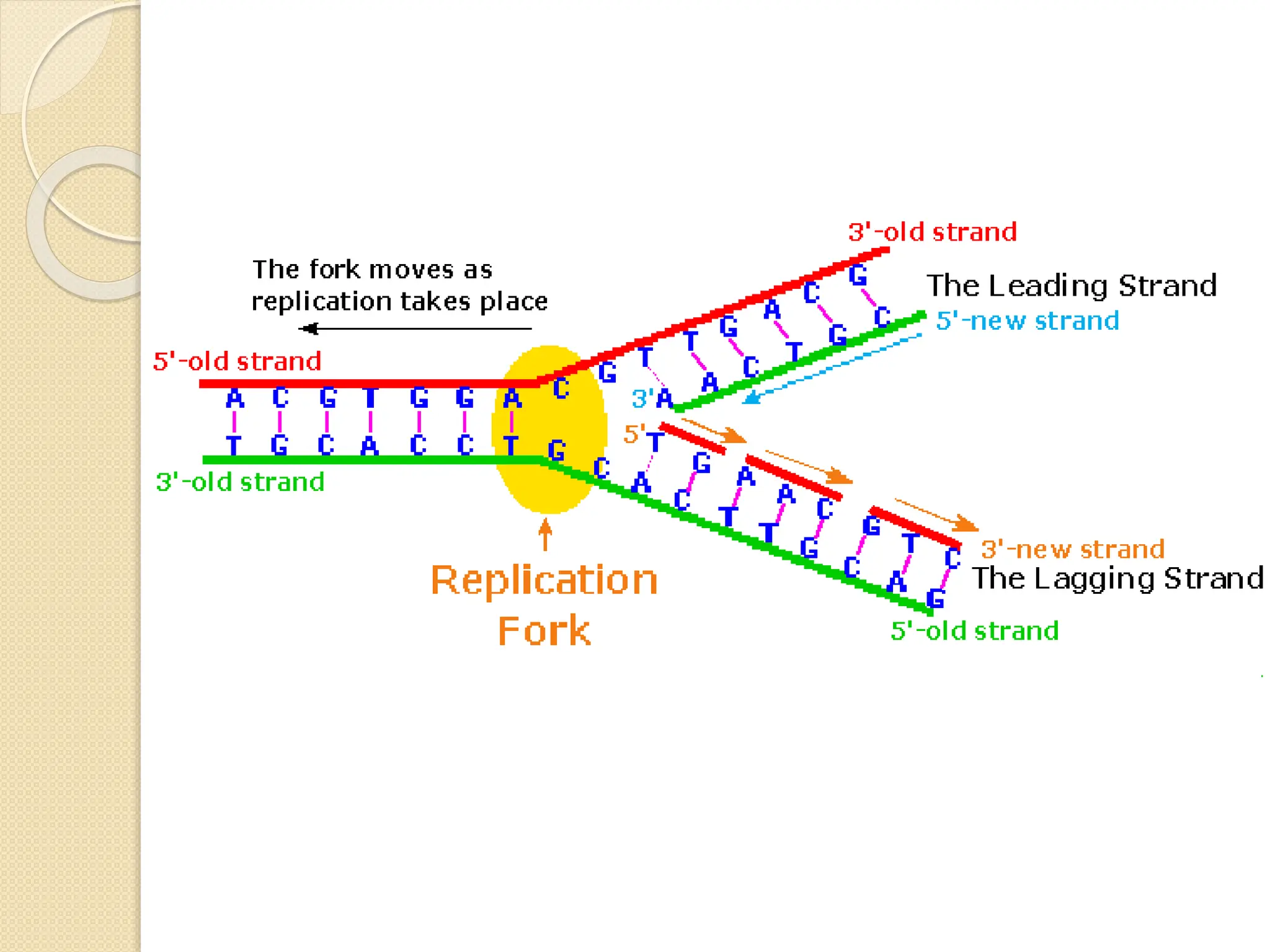 DNA replication -.pptx