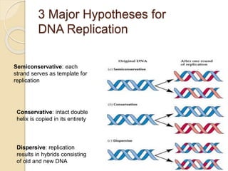 DNA replication -.pptx