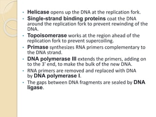 DNA replication -.pptx